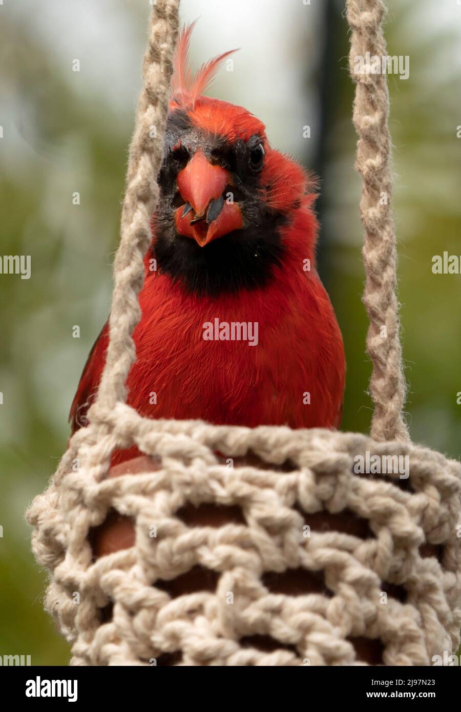 Molting Northern Cardinal in a hanging bird feeder Stock Photo - Alamy