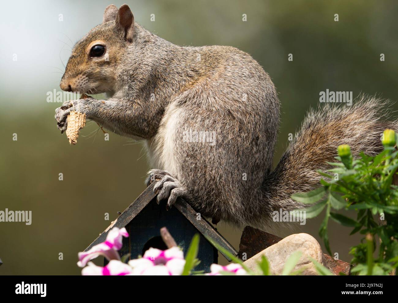 Squirrel finds a peanut on the backyard deck Stock Photo - Alamy