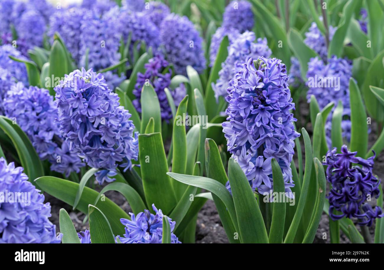 Purple hyacinth (Hyacinthus orientalis) blooms in the spring garden ...