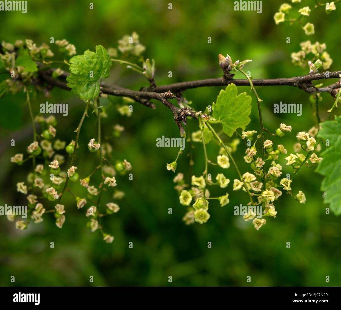 Young currant bush blooming in hi-res stock photography and images - Alamy
