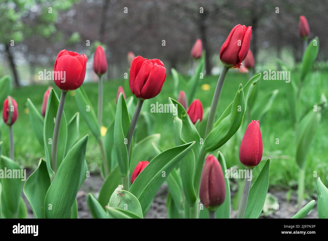 Red tulips at the beginning of their flowering. Blooming Gesner tulips ...