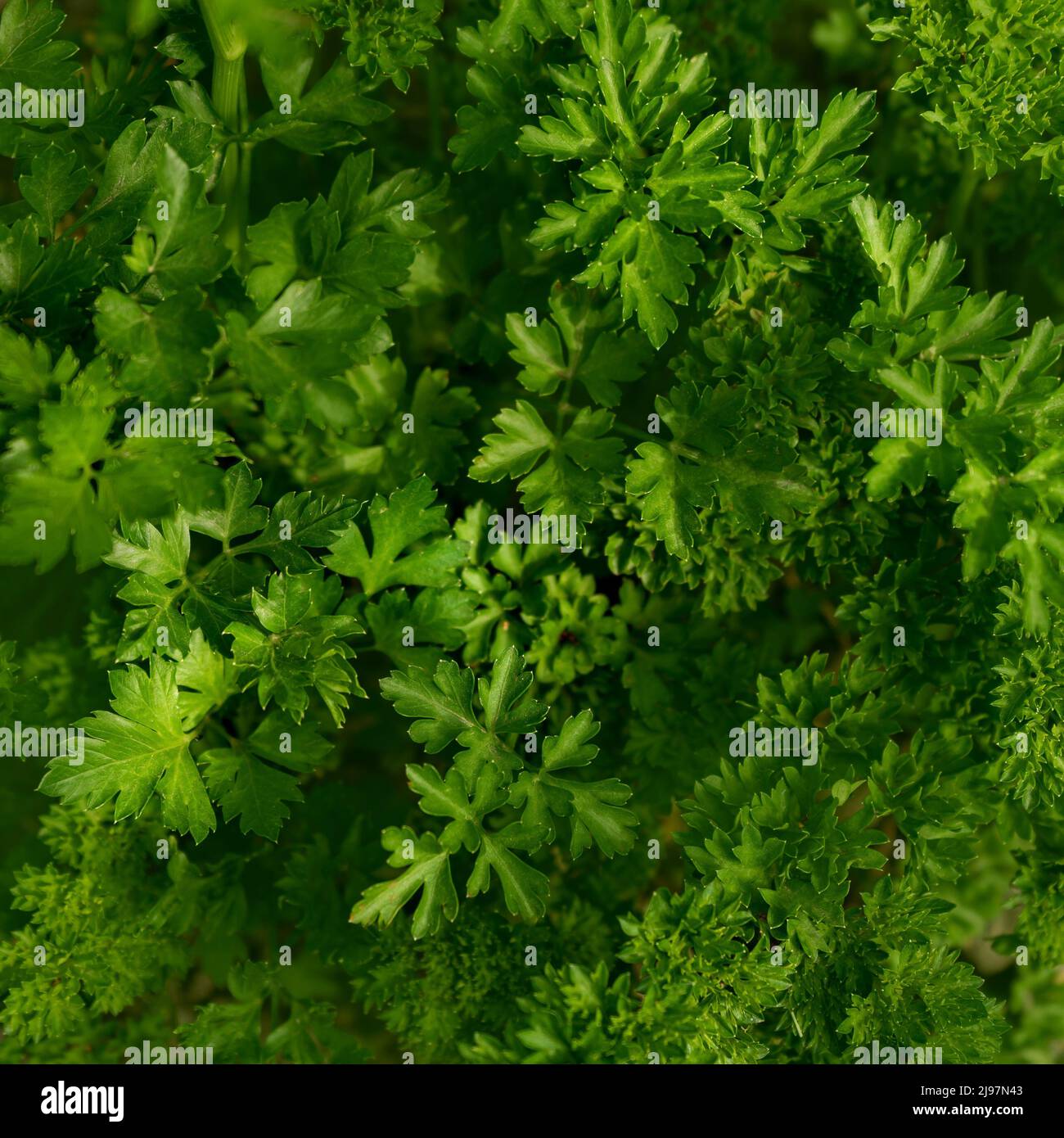 Green background of fragrant parsley leaves in the garden Stock Photo ...