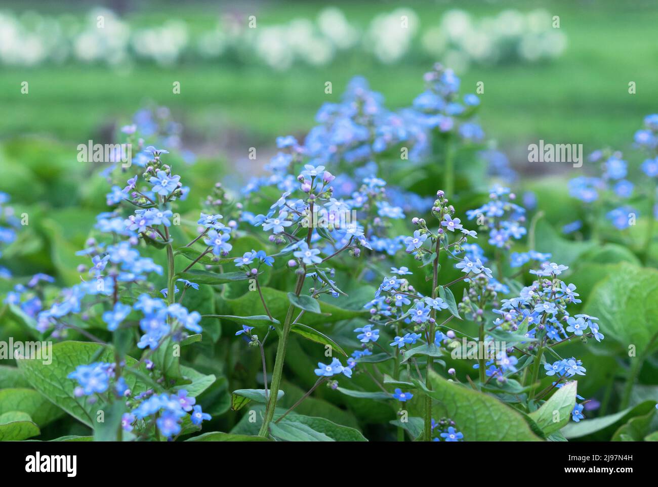 Blooming Brunnera large-leaved (lat. Brunnera macrophylla) in the ...