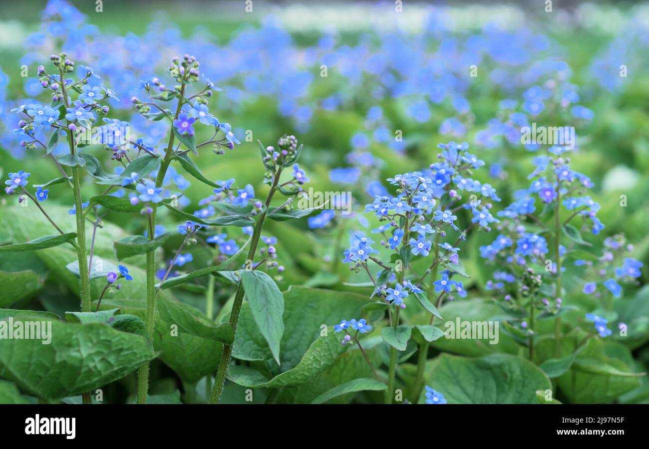 Blooming Brunnera large-leaved (lat. Brunnera macrophylla) in the ...