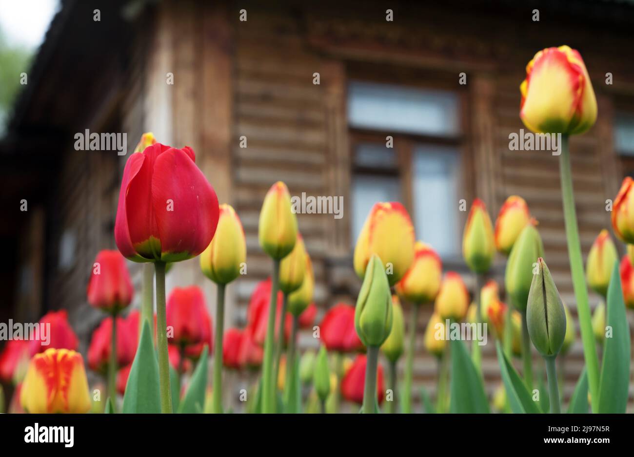 Yellow-red tulips bloom near an old wooden house. Blooming tulips ...