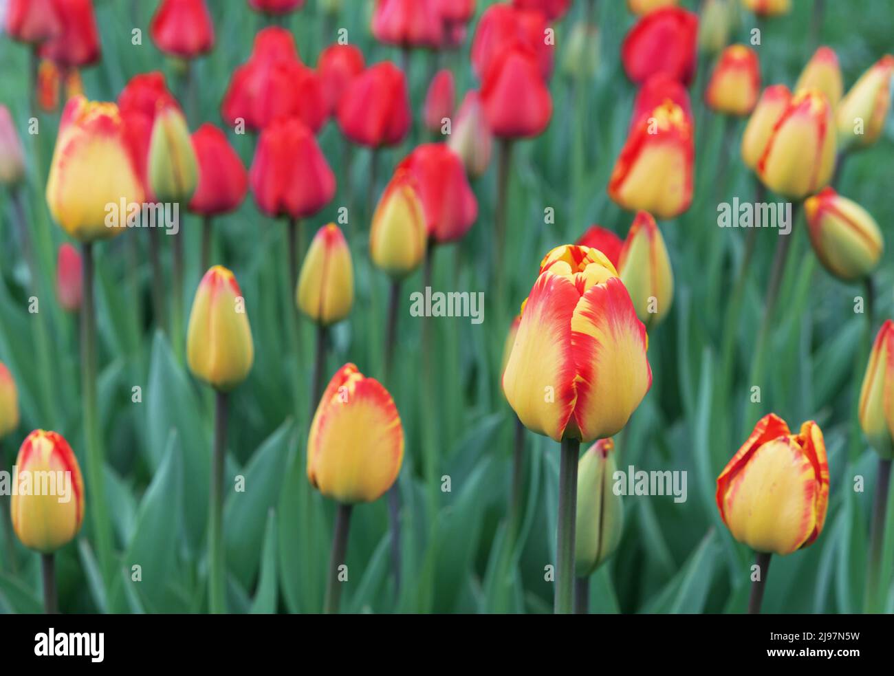 Yellow-red tulips bloom in the spring garden. Blooming tulips. First ...