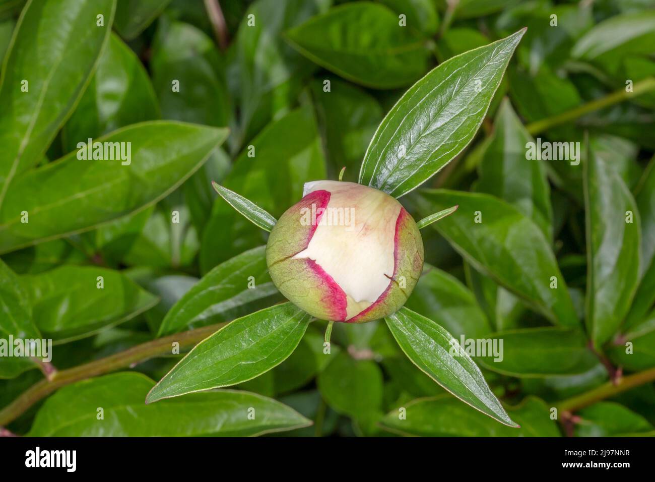 Closed peony hi-res stock photography and images - Alamy
