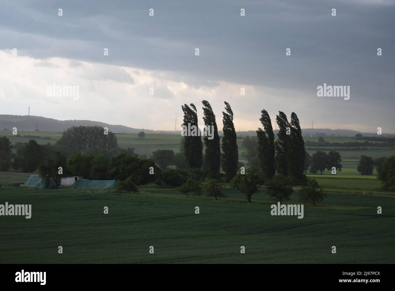 Tree storm bending hi-res stock photography and images - Alamy