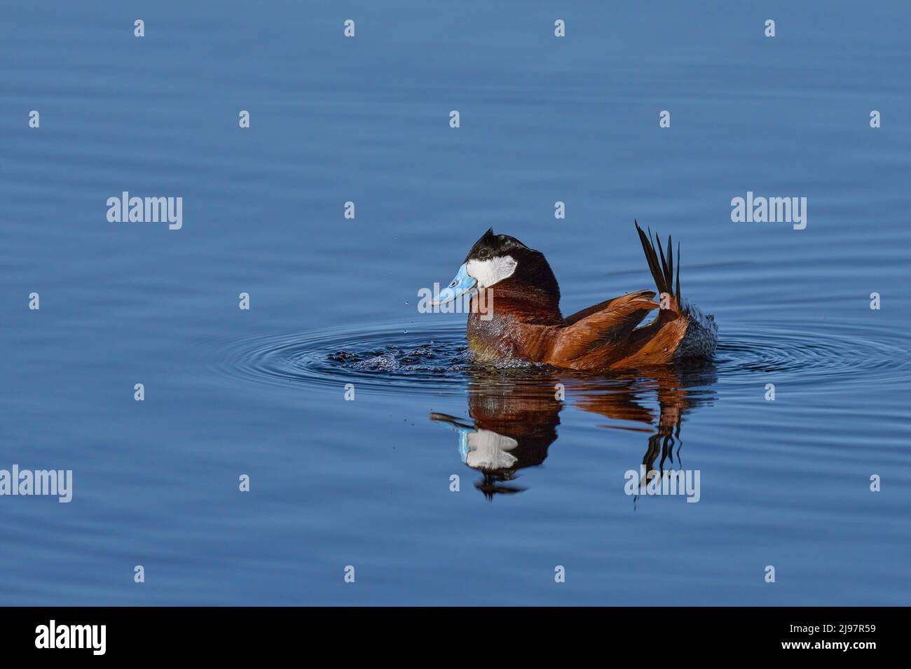 Ruddy Duck (Oxyura jamaicensis) Plumas County California USA Stock ...