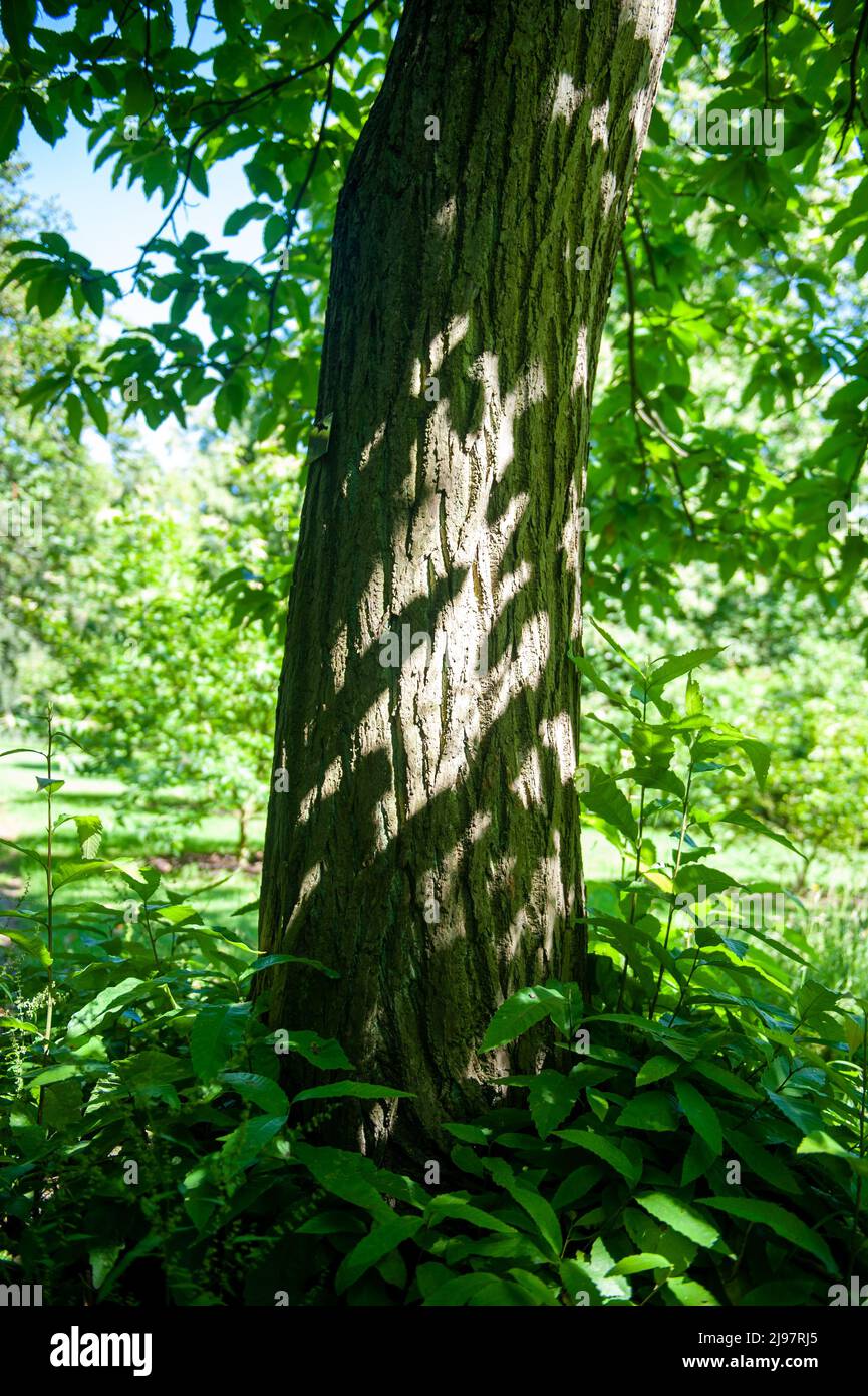Tree with shadows cast on the bark Stock Photo - Alamy