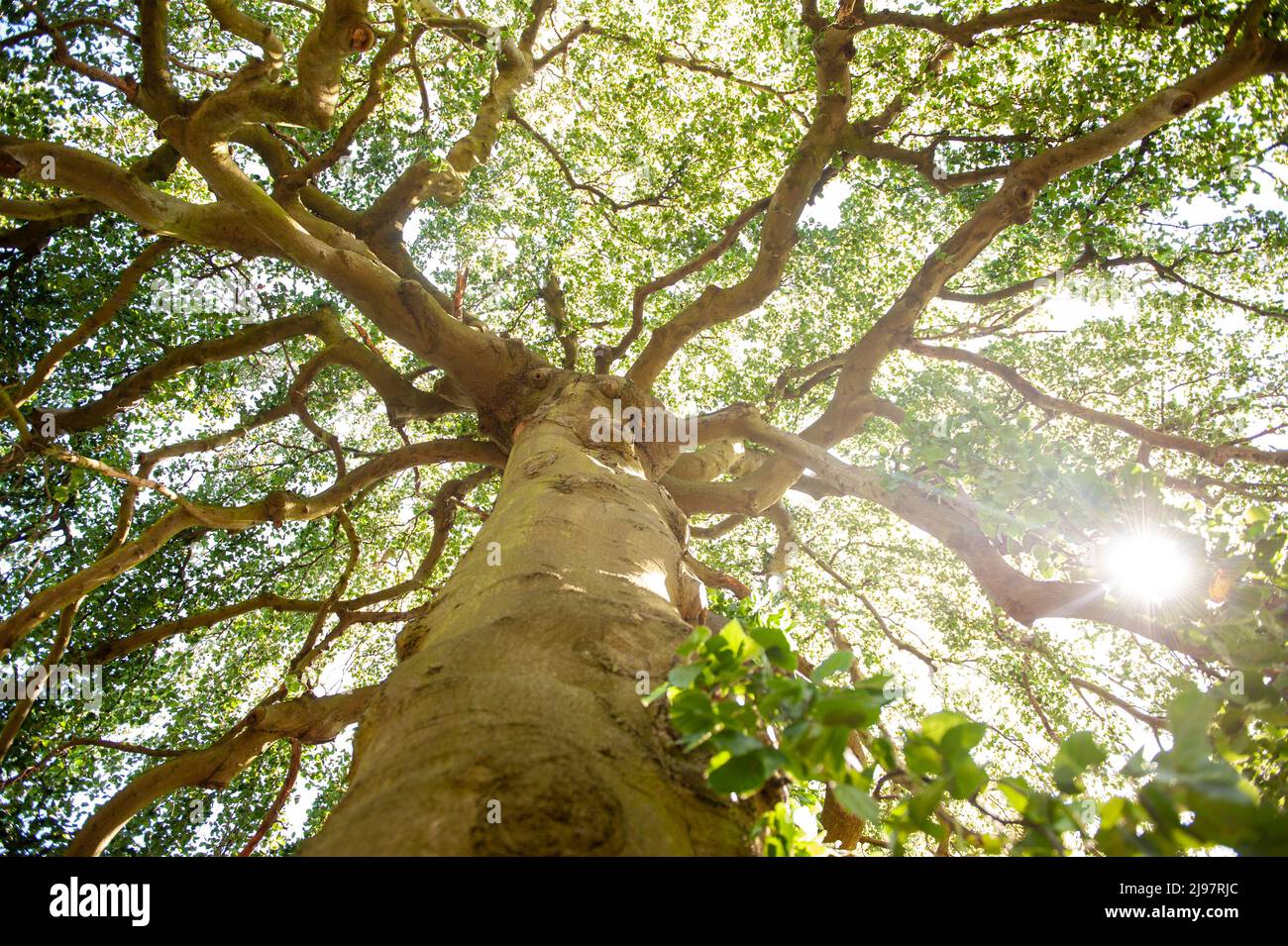 Looking up at a sprawling tree Stock Photo - Alamy