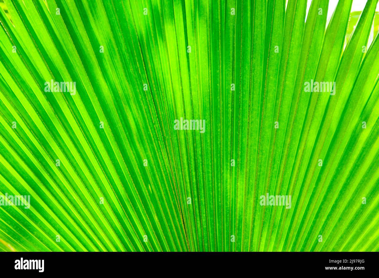 Palm Leaves closeup Stock Photo - Alamy