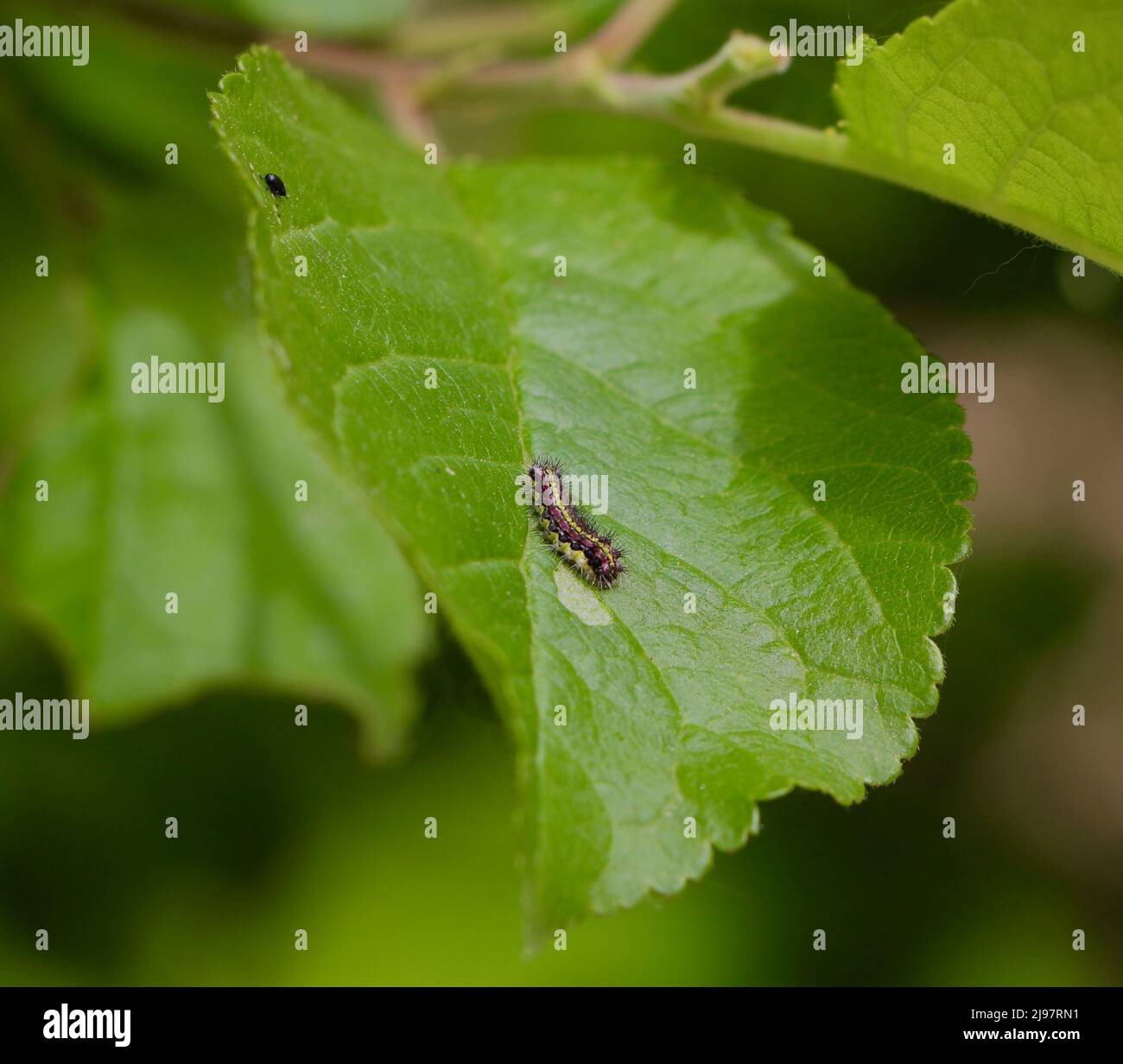 Lavae hi-res stock photography and images - Alamy