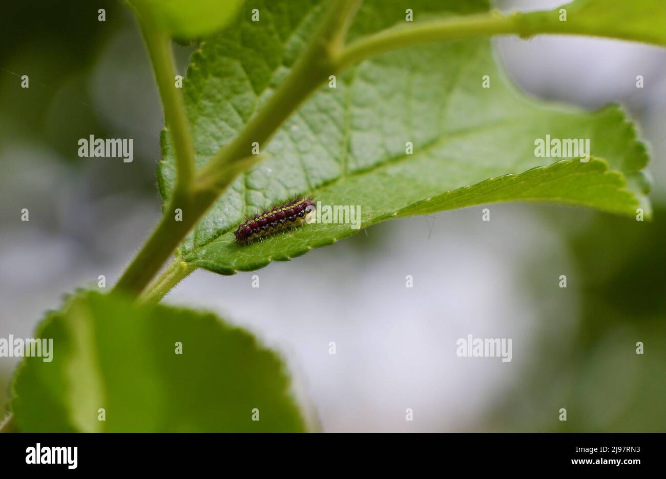 Aglaope infausta caterpillar lavae on a greengage leaf Stock Photo - Alamy