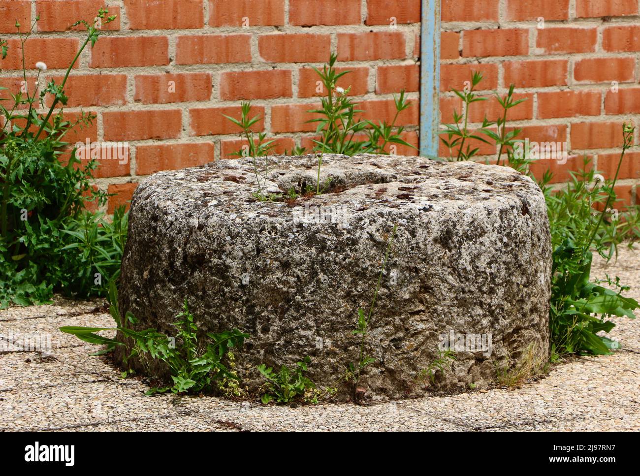 An old disused mill stone with weeds growing in and around it on a ...