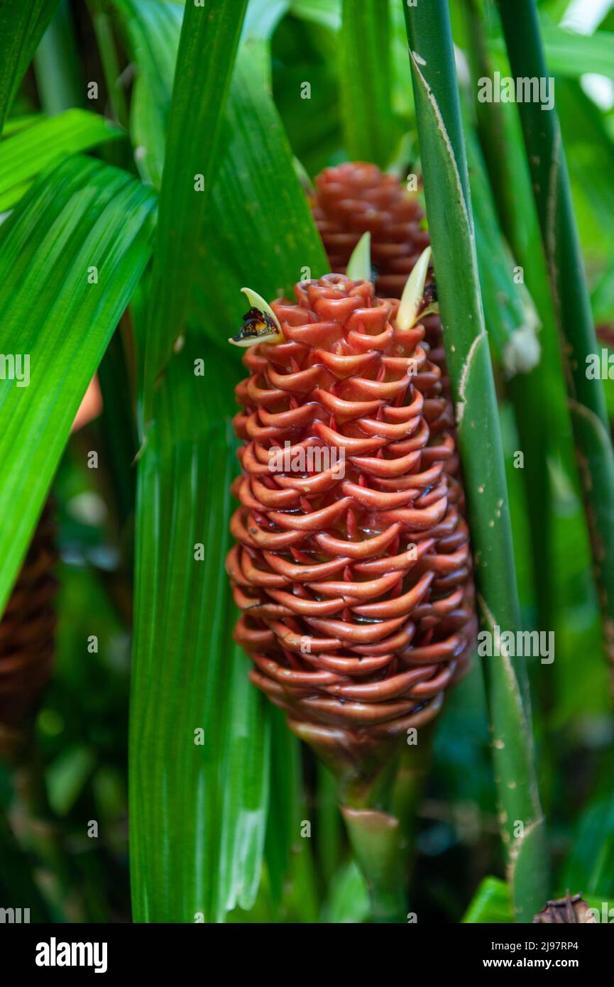Beehive ginger zingiber spectabile hi-res stock photography and images ...