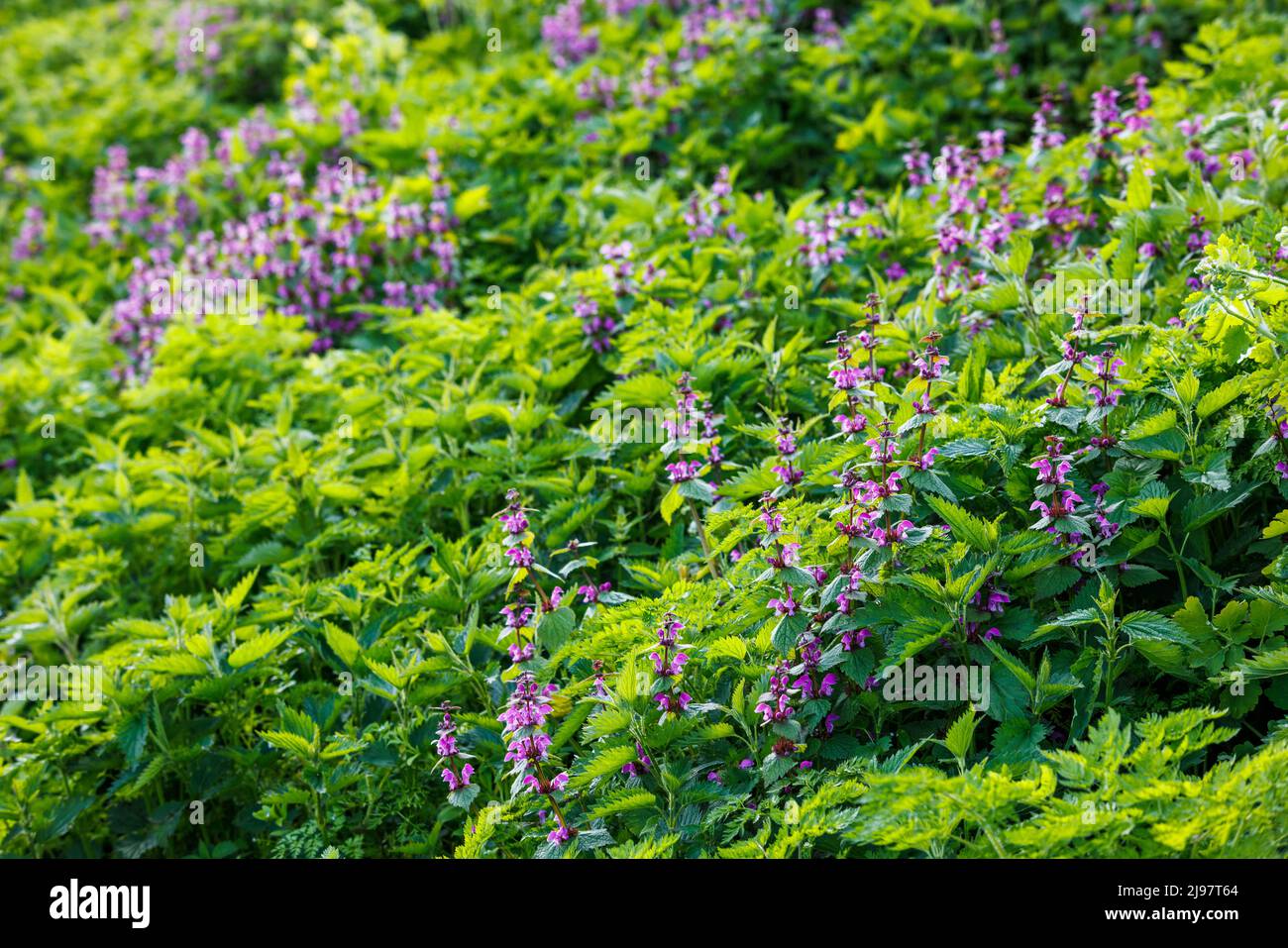 Blossoming red dead nettle - Lamium purpureum Stock Photo - Alamy