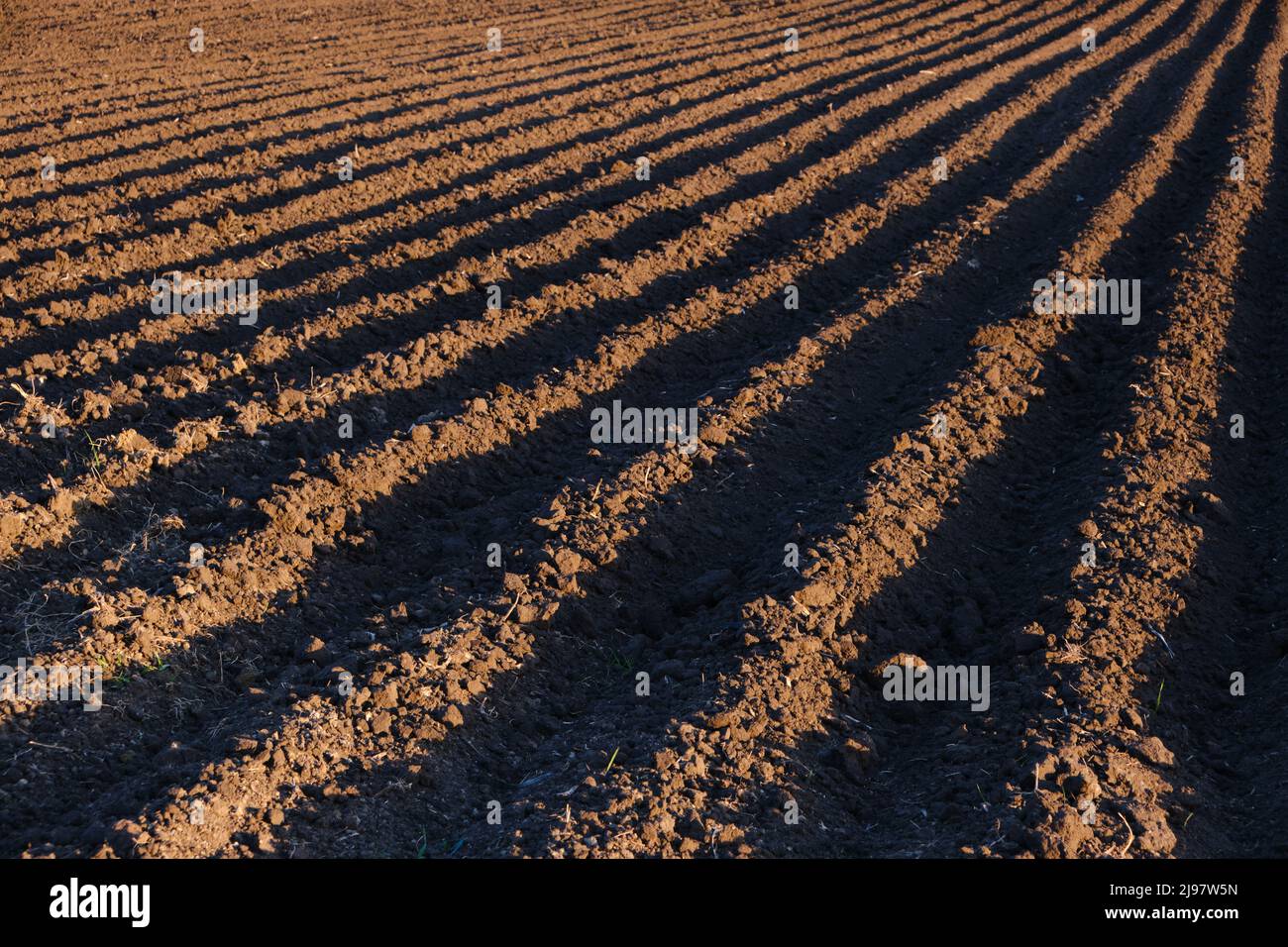 Freshly plowed and sown field, time for sowing Stock Photo - Alamy