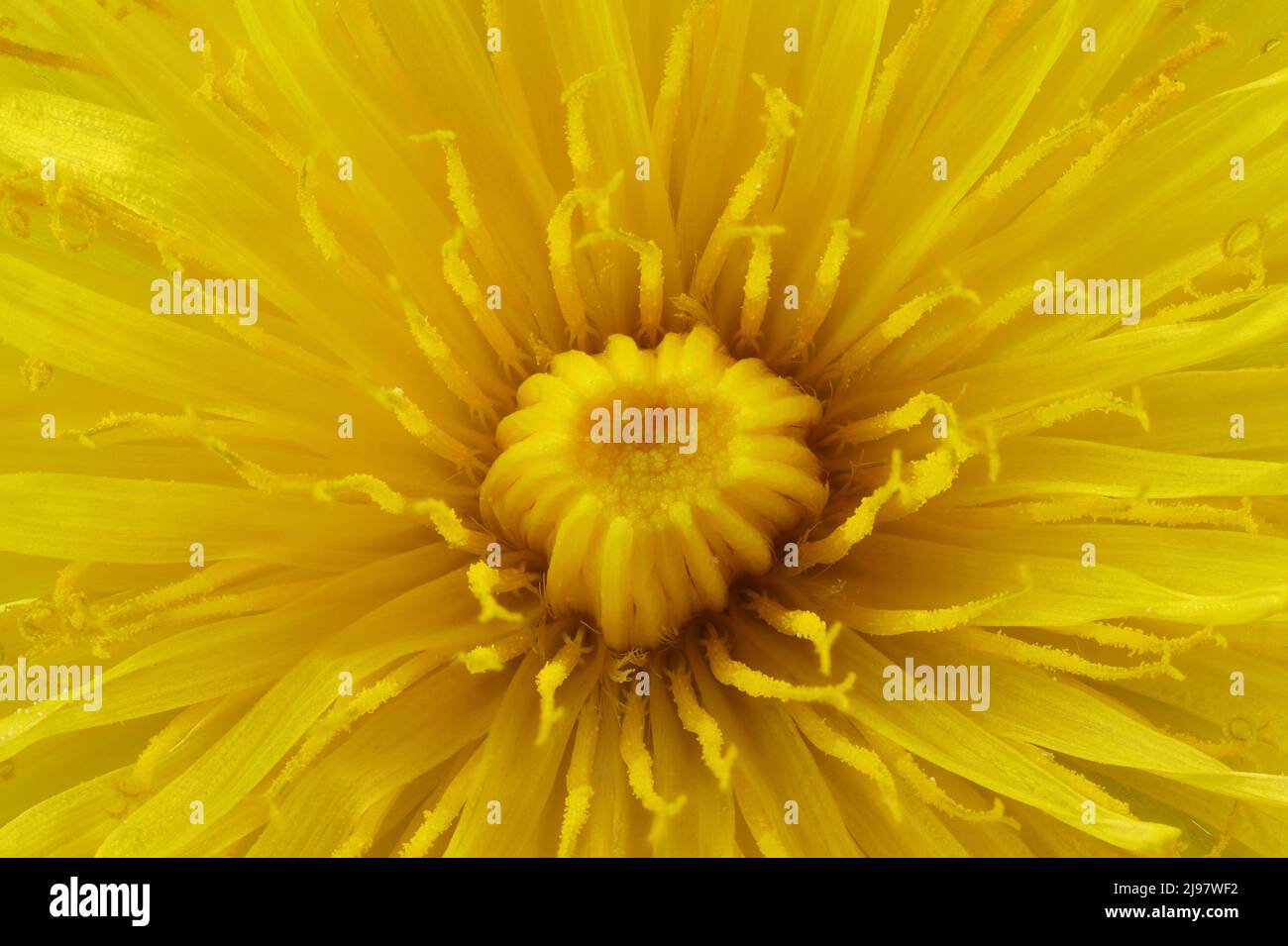 Dandelion flower head hi-res stock photography and images - Alamy