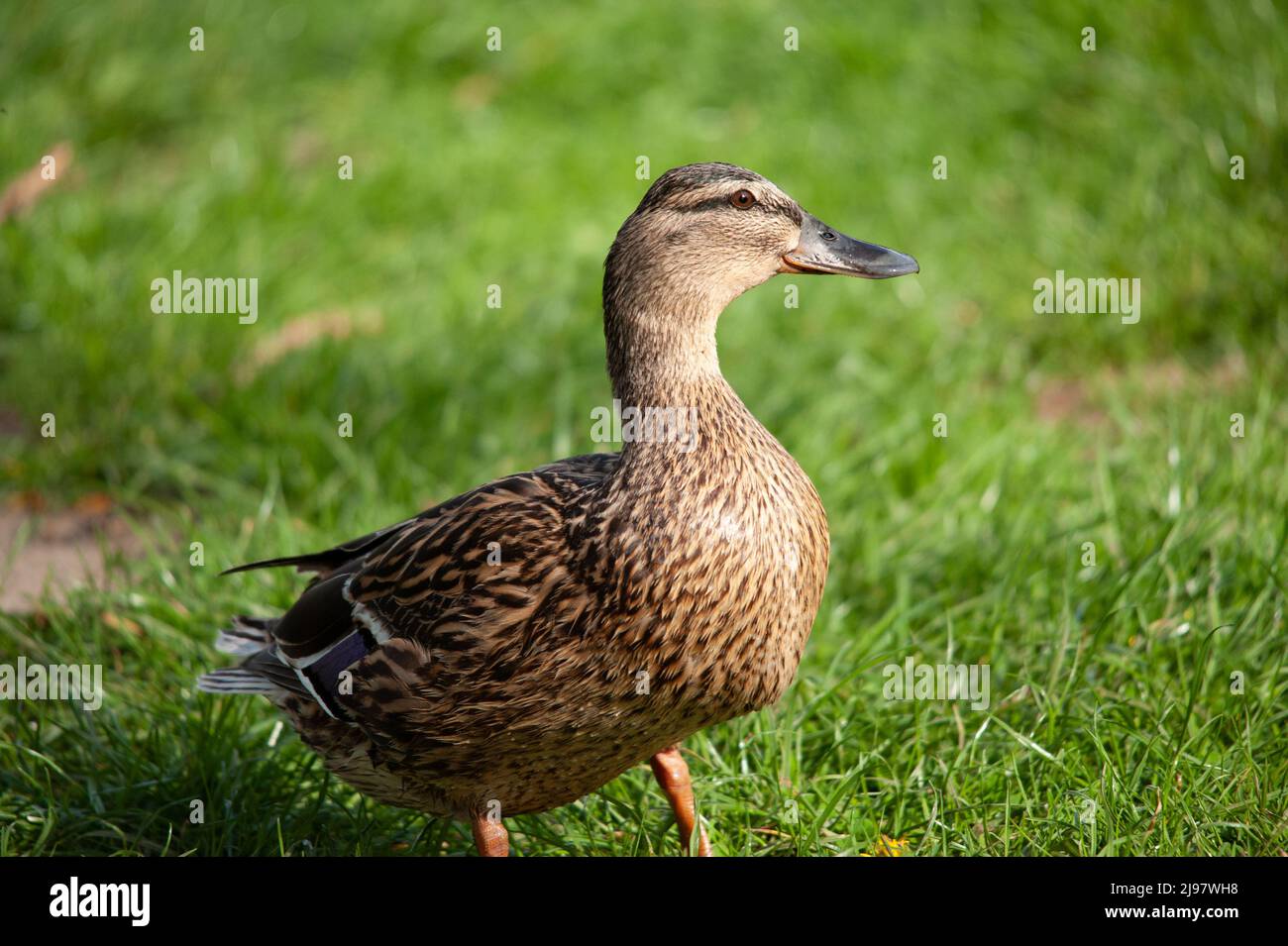 Female avian hi-res stock photography and images - Alamy