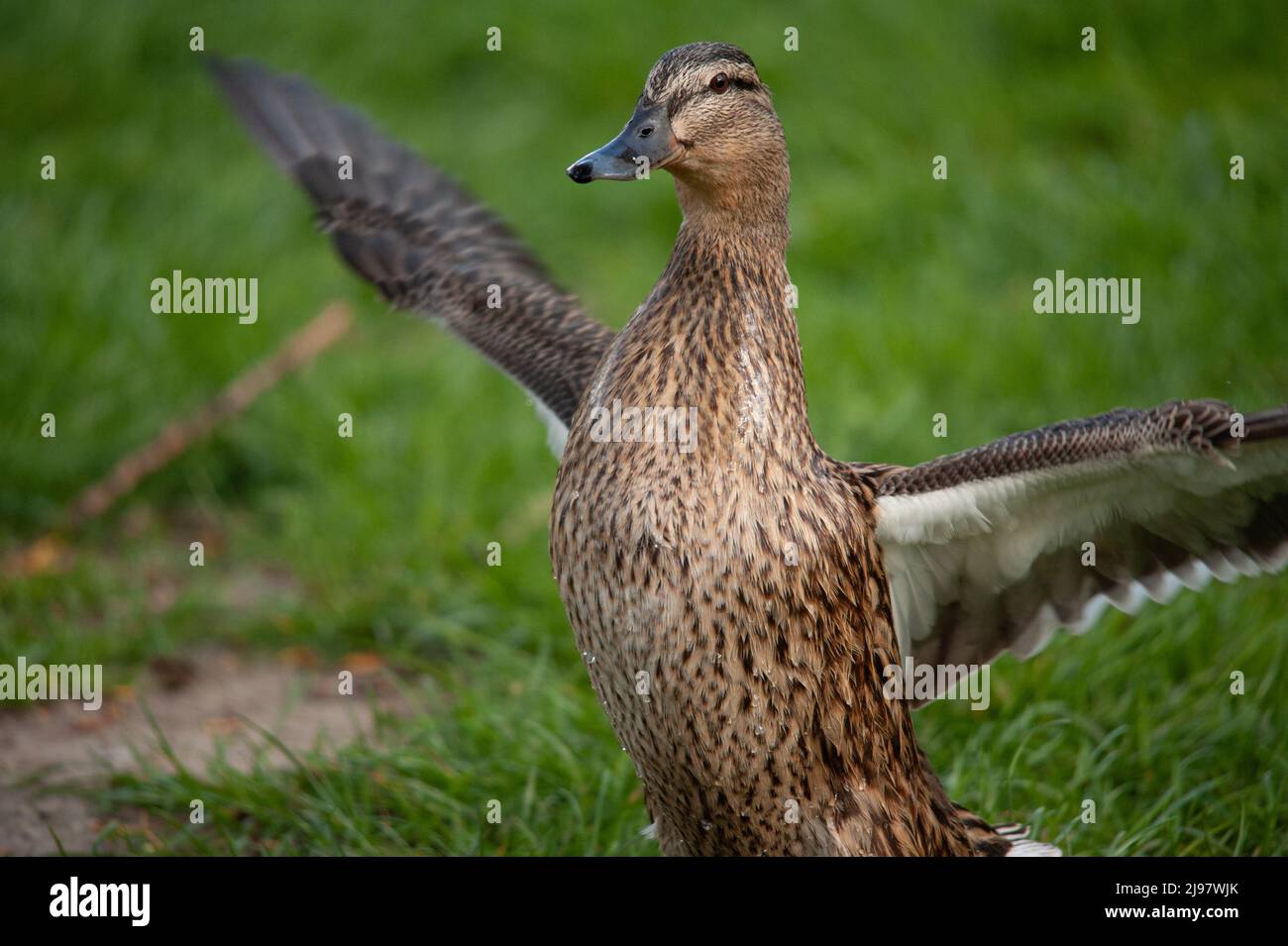 Female duck flapping her wings Stock Photo - Alamy