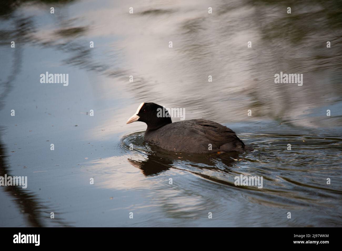 Coot plumage hi-res stock photography and images - Alamy