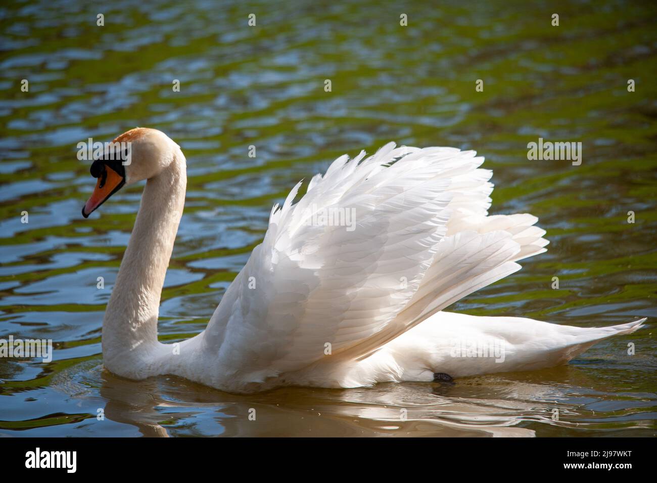 Adult white mute swan hi-res stock photography and images - Alamy