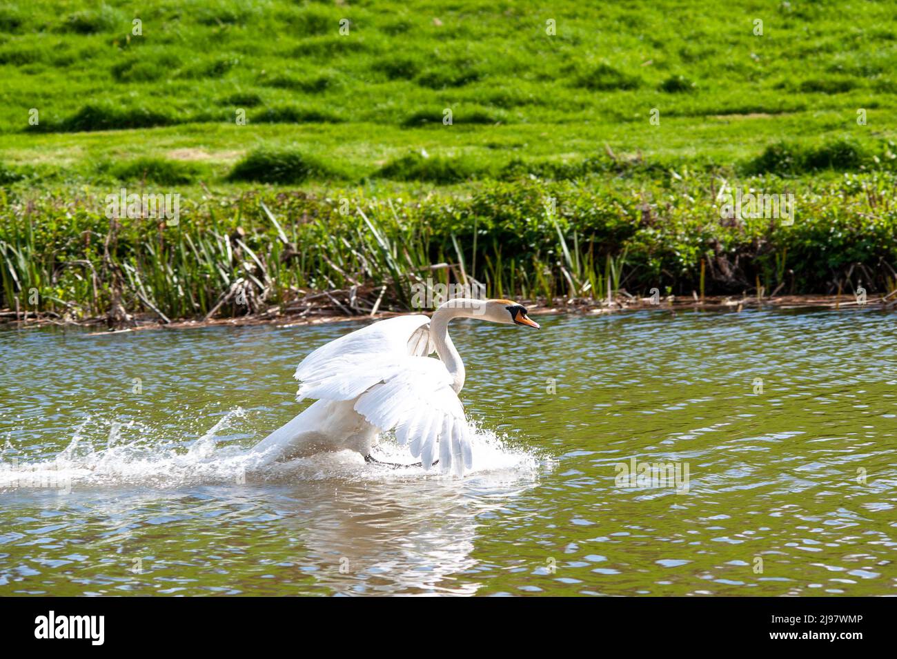 Swan in flight Stock Photo - Alamy