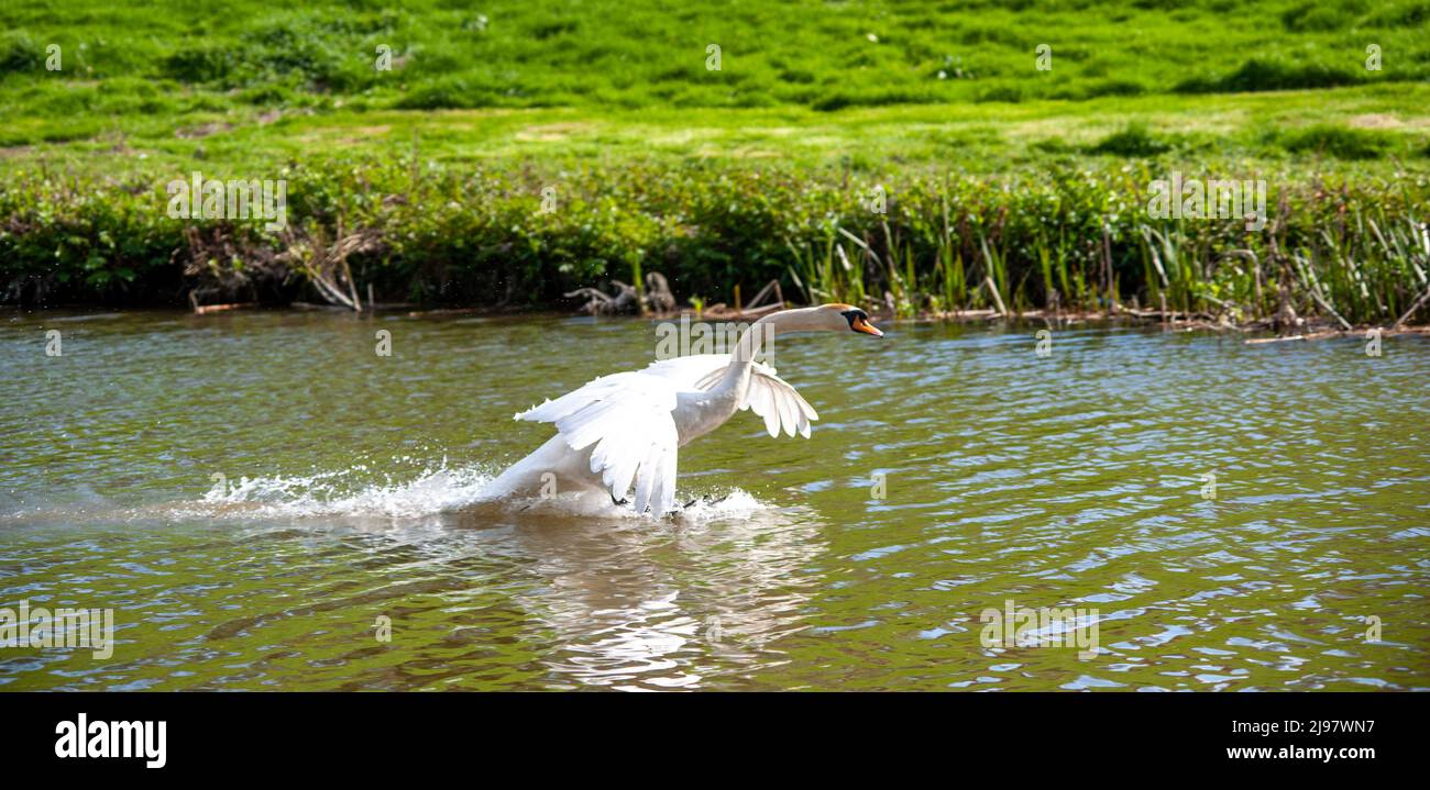 Swan in flight Stock Photo - Alamy