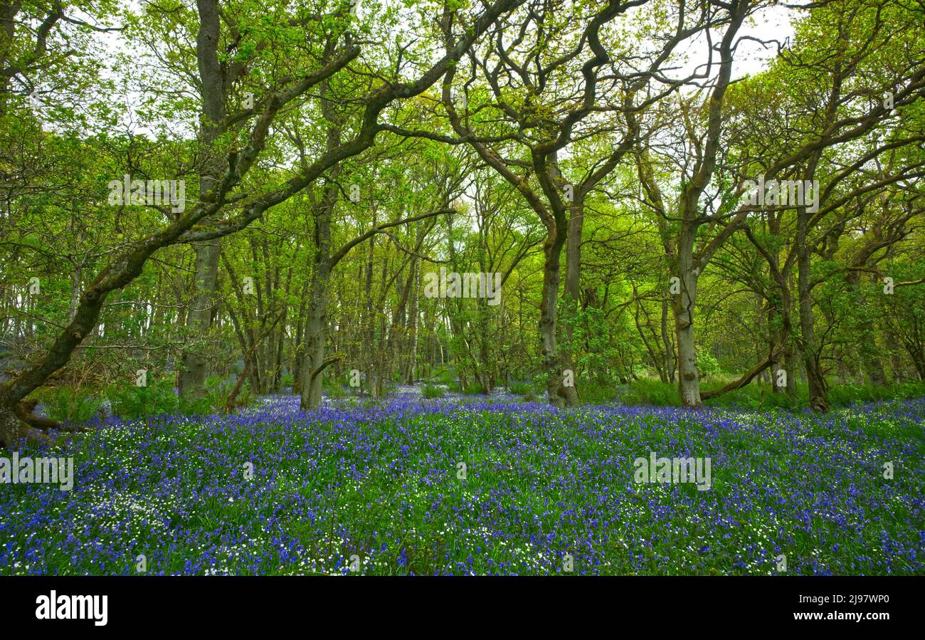 Darroch scotland hi-res stock photography and images - Alamy