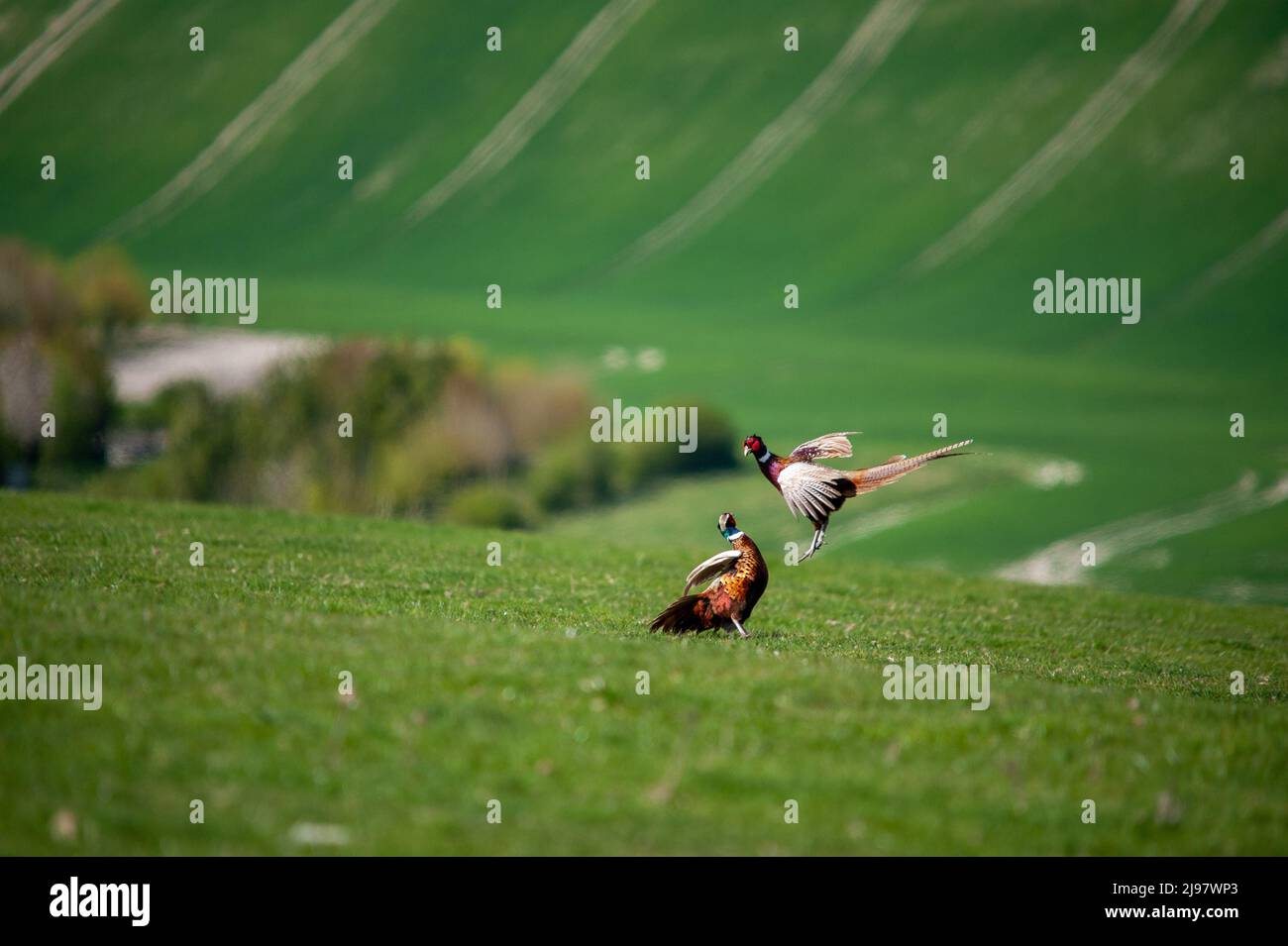 Two male pheasants fighting Stock Photo - Alamy