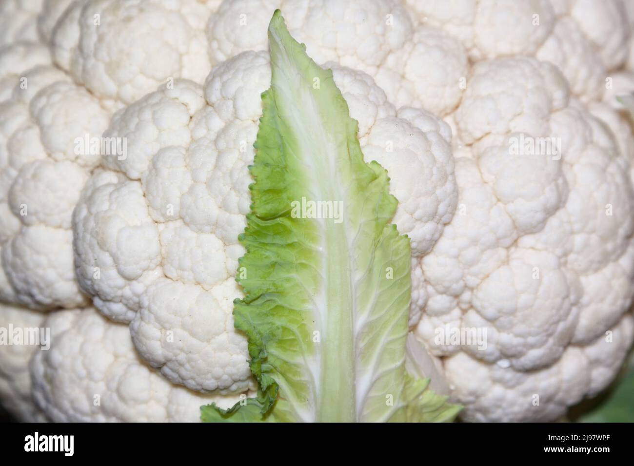 Cabbage cauliflower food aliment hi-res stock photography and images ...