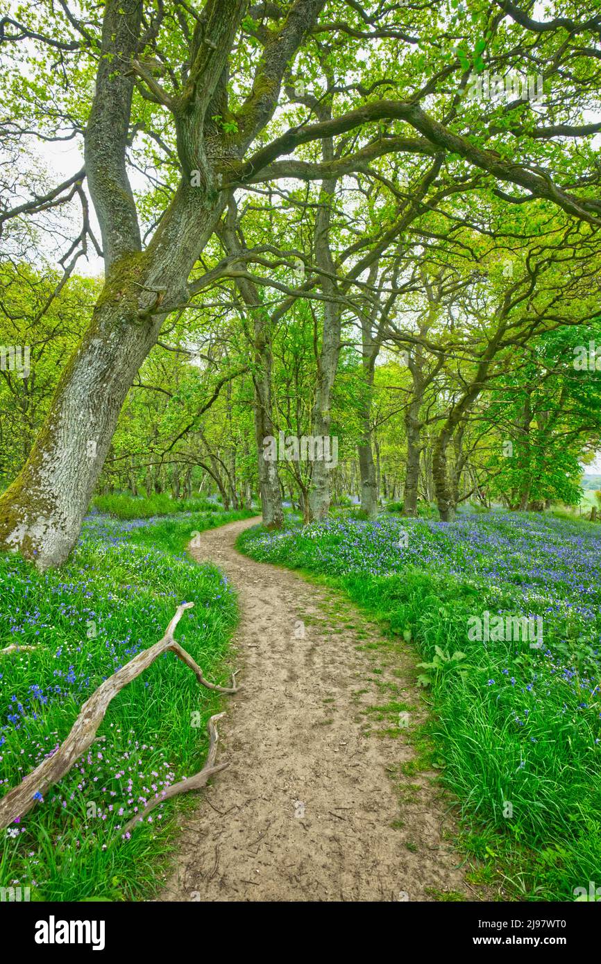 Path through the bluebell woods hi-res stock photography and images - Alamy