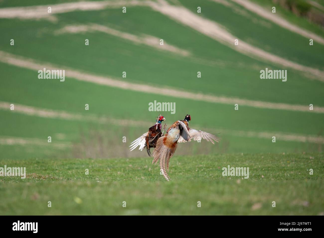 Two male pheasants fighting Stock Photo - Alamy