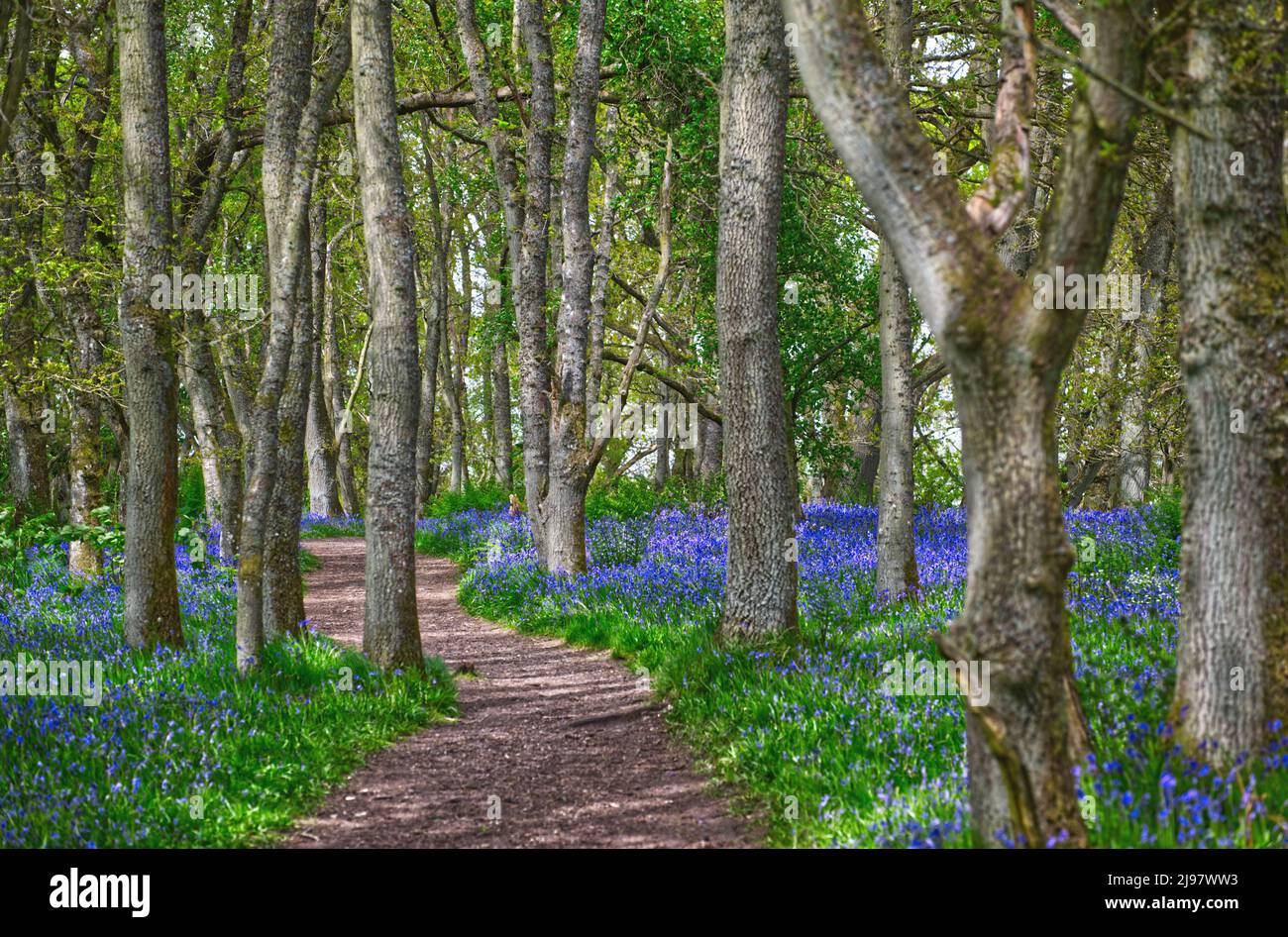 Kinclaven blue bell woods hi-res stock photography and images - Alamy
