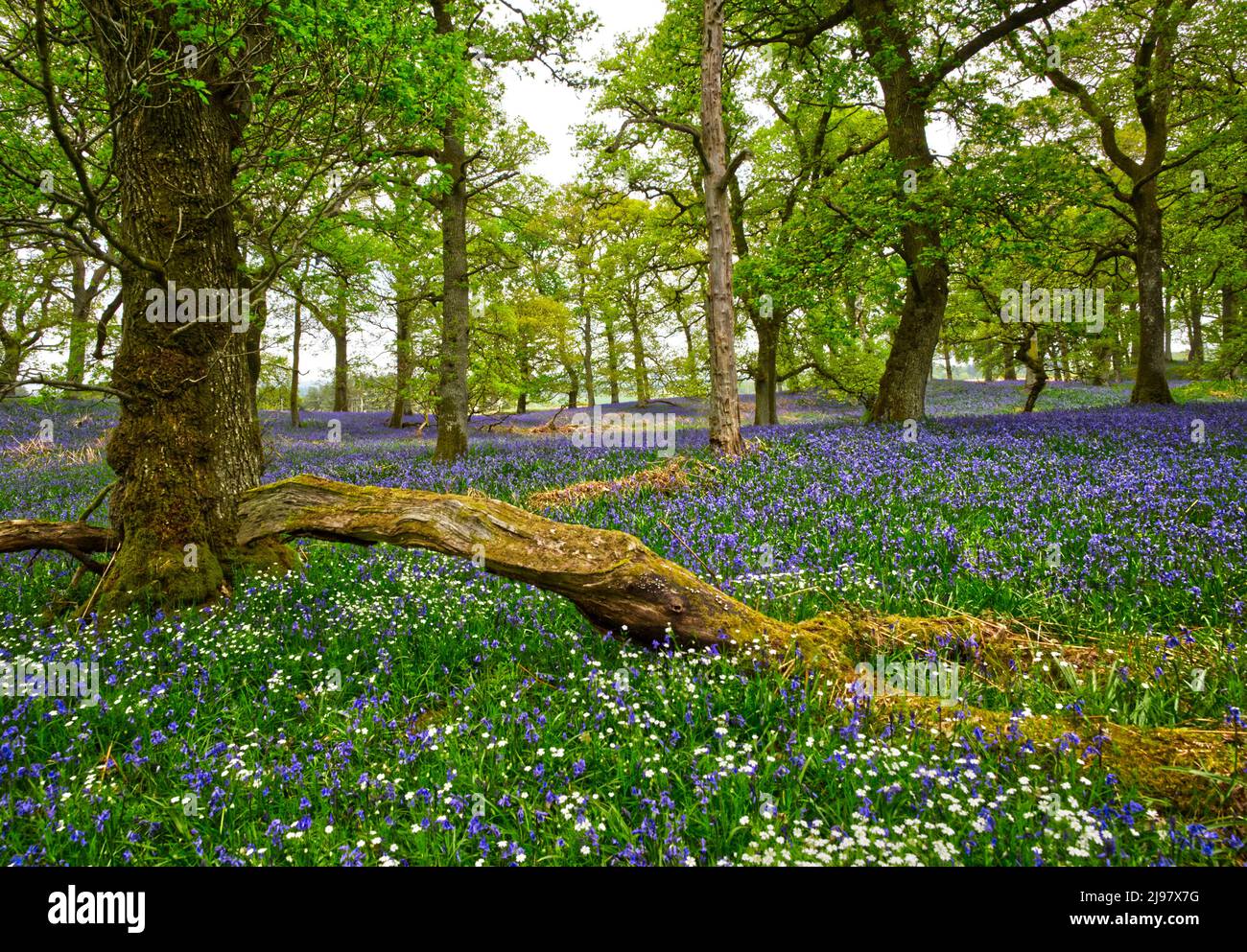 Kinclaven bluebell wood scotland hi-res stock photography and images ...