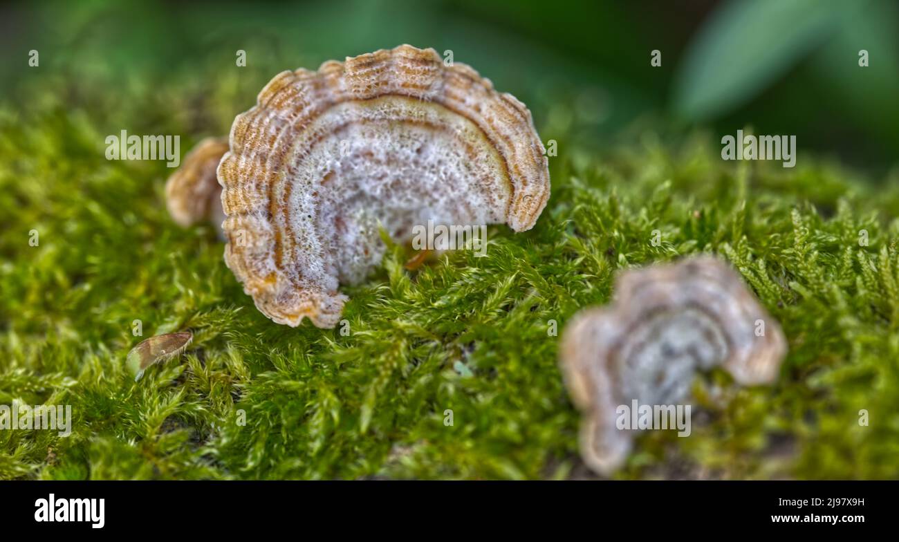 Turkey Tail Fungus Stock Photo - Alamy
