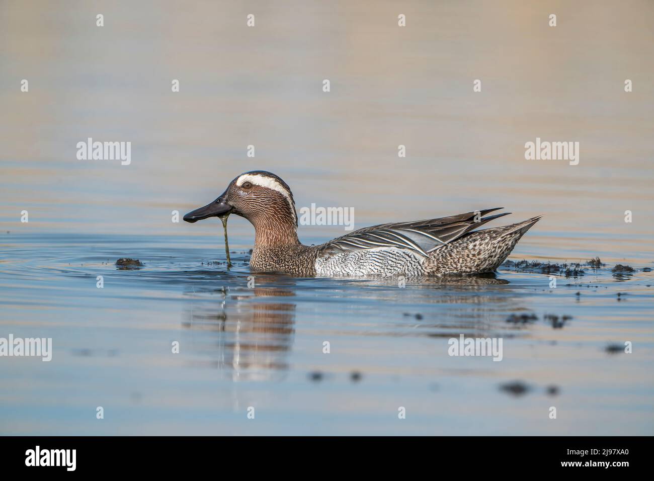 Garganey, Spatula querquedula, single adult drake feeding while ...