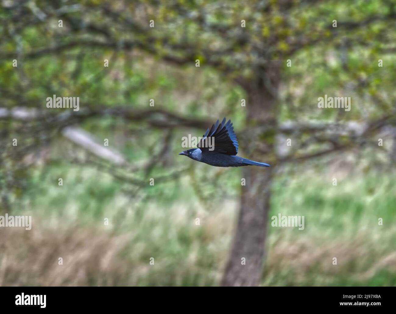 Western jackdaw in flight hi-res stock photography and images - Alamy