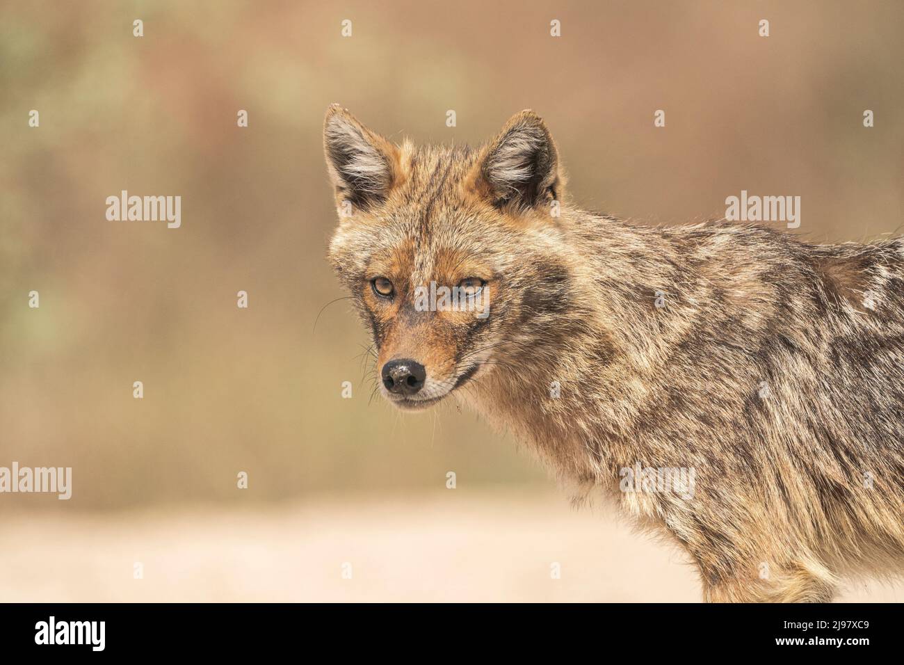 Golden Jackal, Canis aureus, close-up of head of single adult standing on sandy ground, Ultima ...