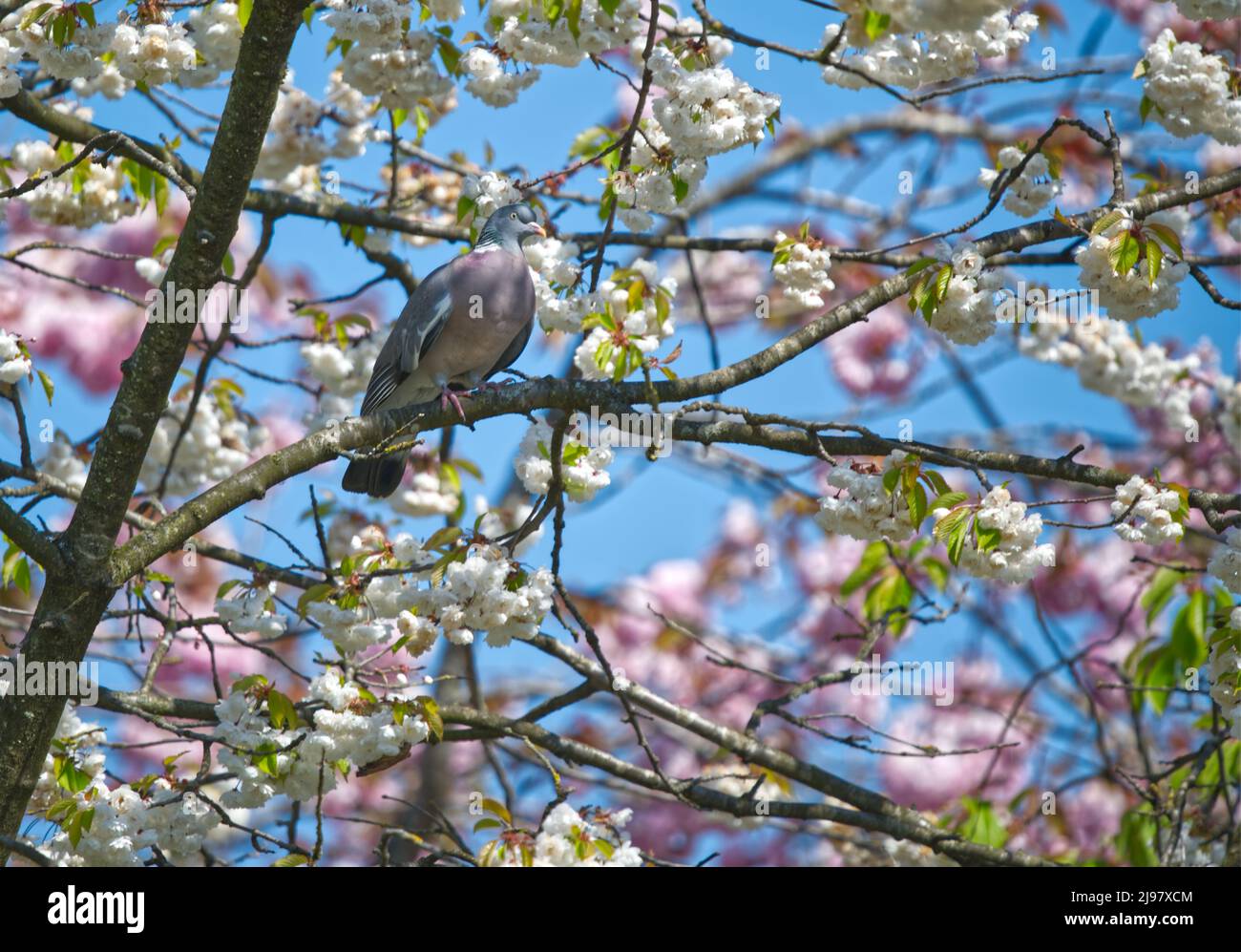 Common wood pigeon on branch hi-res stock photography and images - Alamy