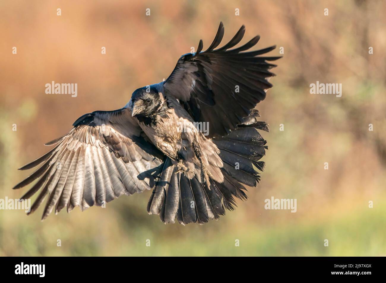 Crow landing on field hi-res stock photography and images - Alamy