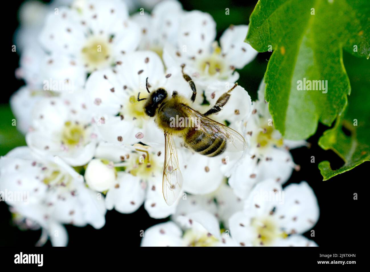 Dead hawthorn leaf hi-res stock photography and images - Alamy