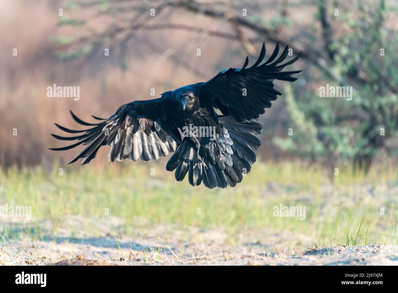 Crow landing on field hi-res stock photography and images - Alamy