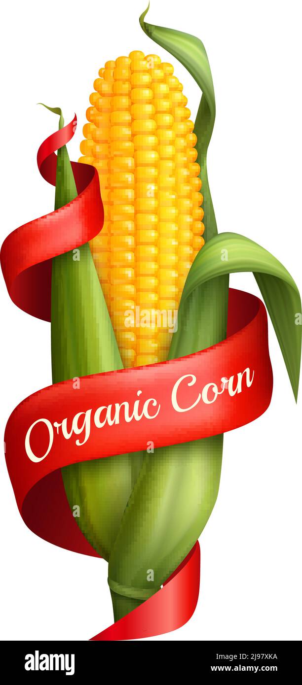 Realistic corn cob with green leaves and red ribbon on white background ...