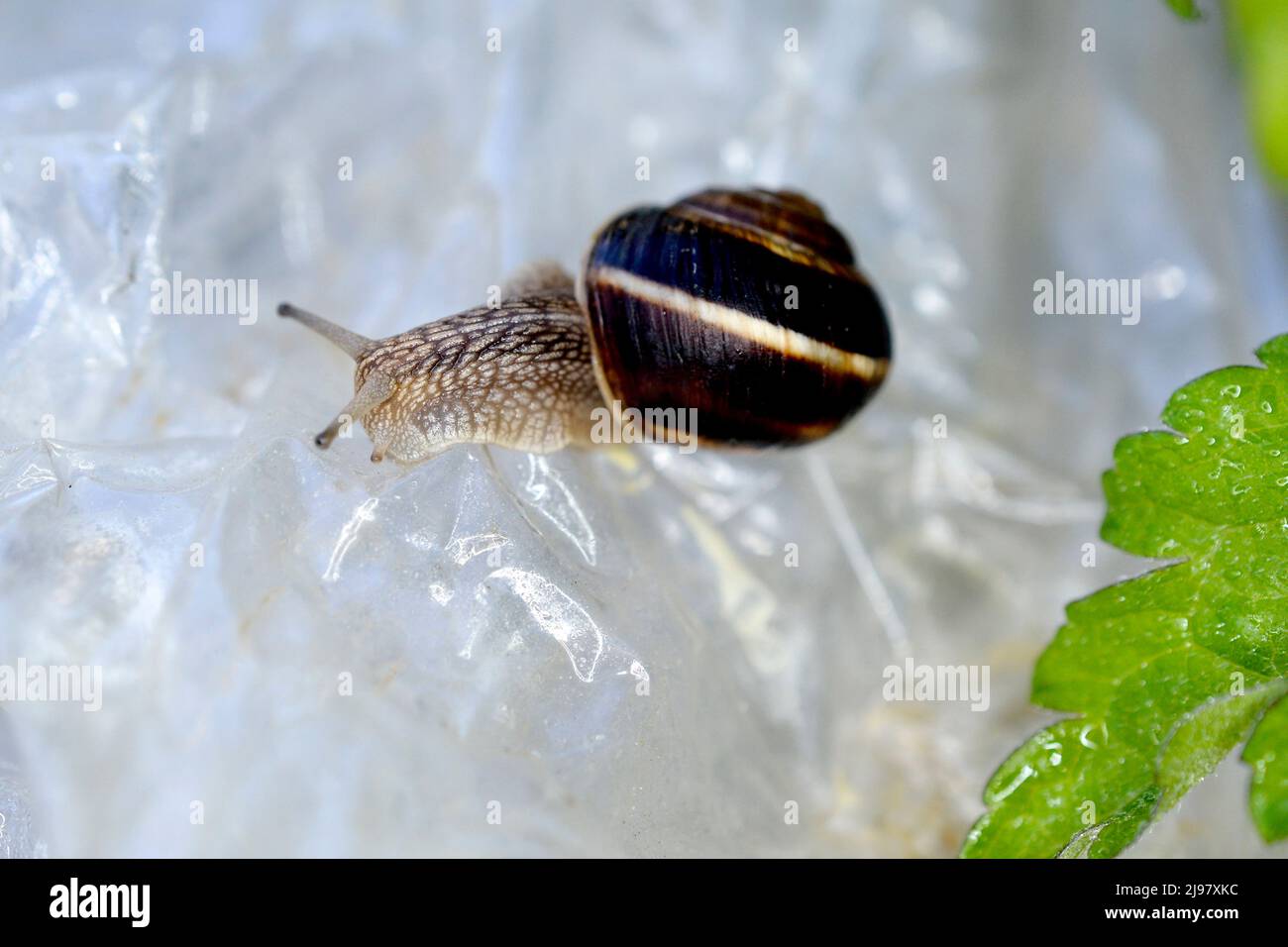 young snail on a plastic bag background Stock Photo - Alamy