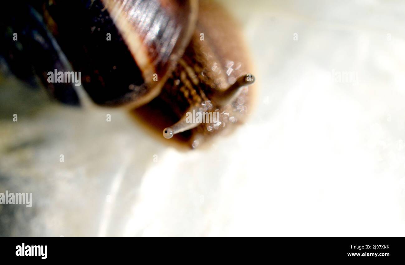 young snail on a plastic bag background Stock Photo - Alamy