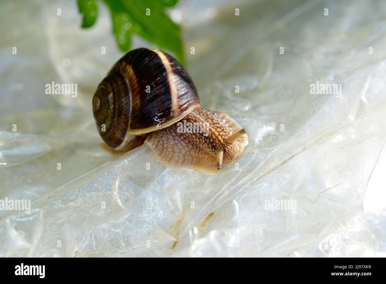 young snail on a plastic bag background Stock Photo - Alamy
