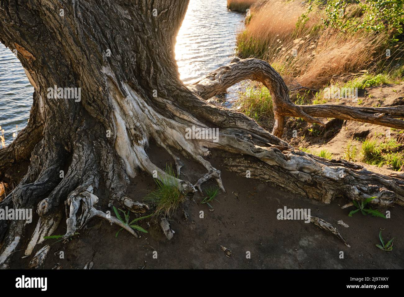 Roots old dead tree standing riverbank Stock Photo - Alamy