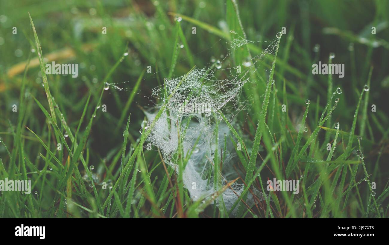 a close up shot of a spider web formed on grass collecting raindrops on ...